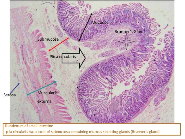 Histo practical sem 2