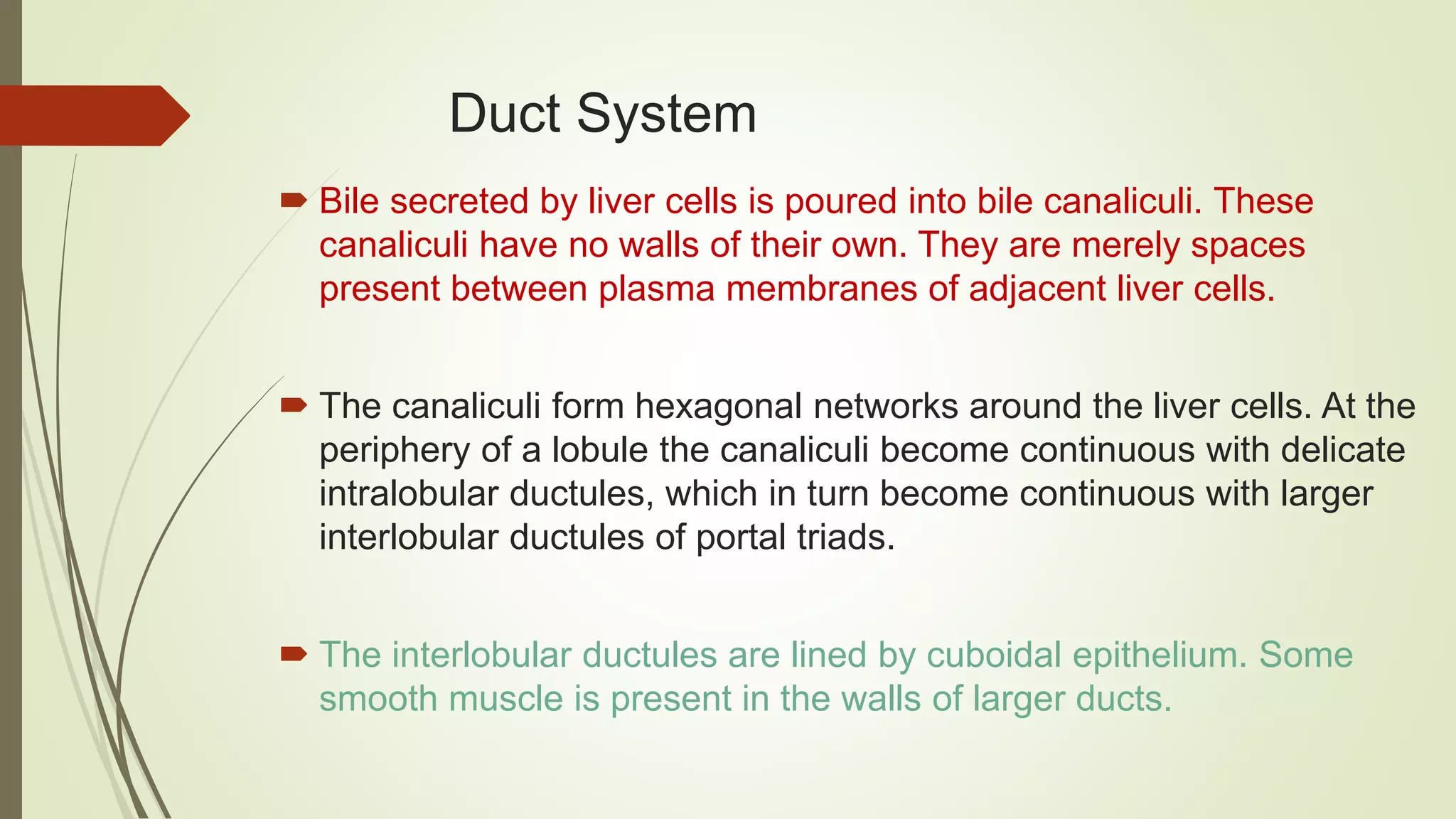 Histology Of Liver | PPTX