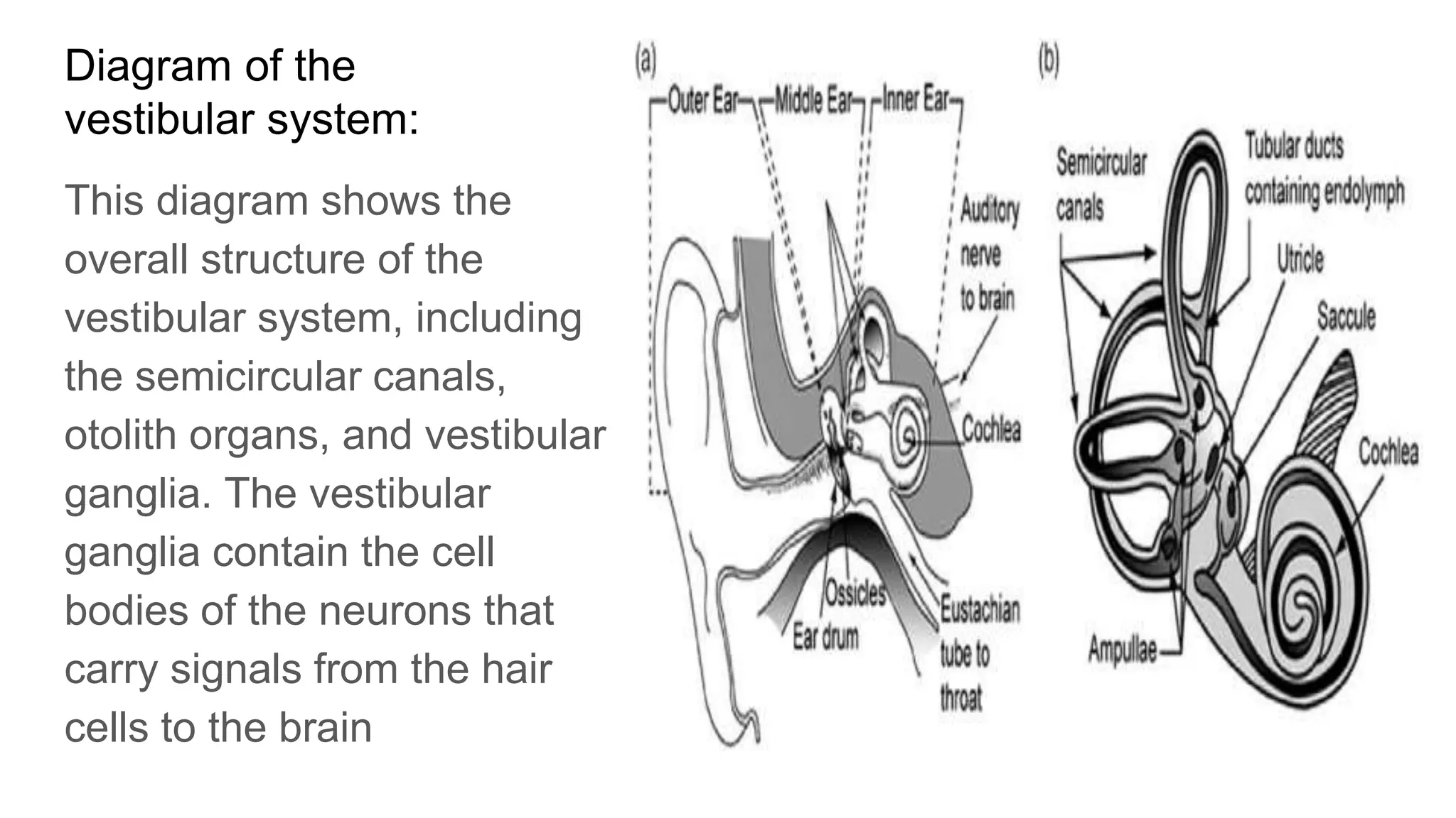 Ppt on sensory organ - ear Histopresentation.pptx