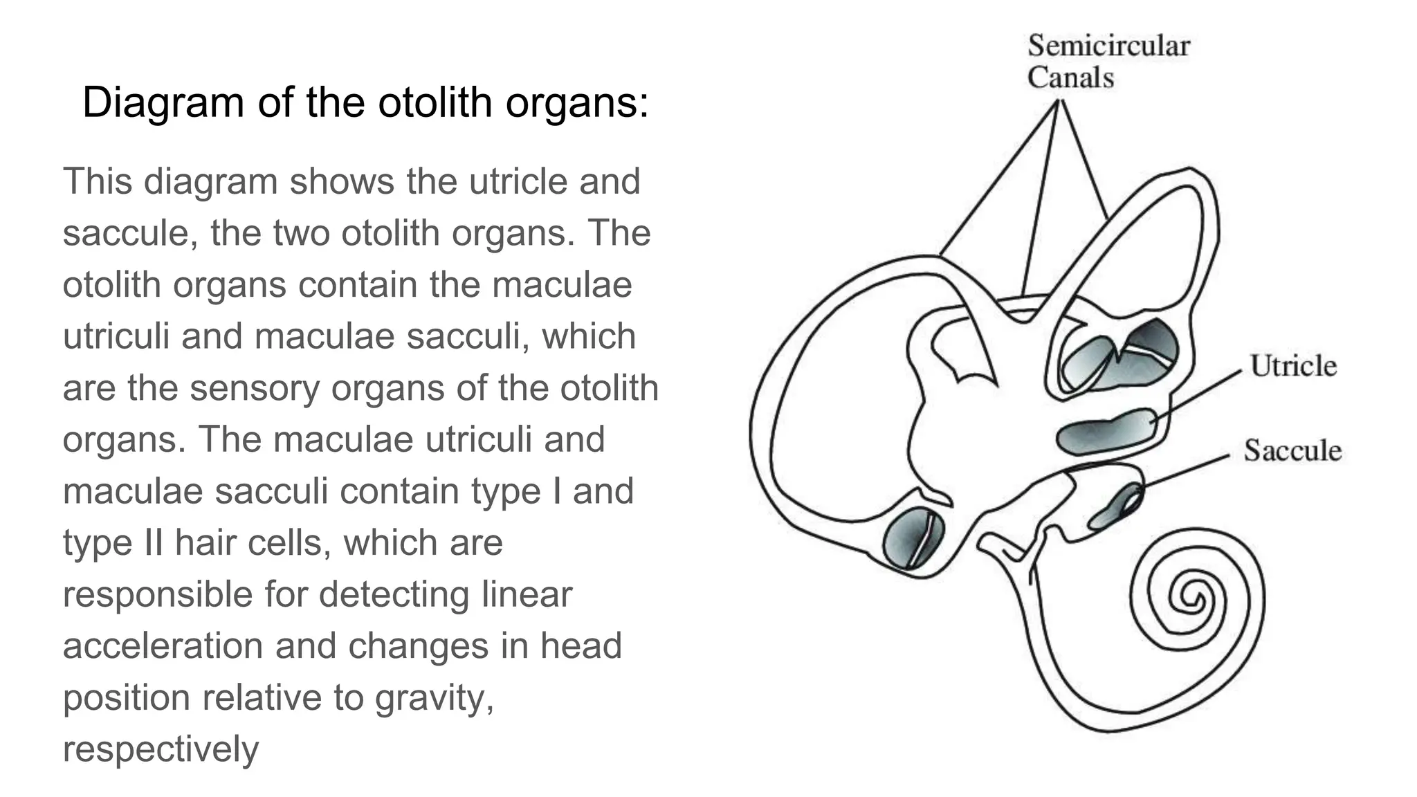 Ppt on sensory organ - ear Histopresentation.pptx