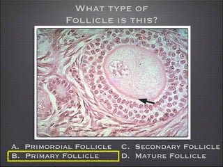 Histo Recognition Update | KEY