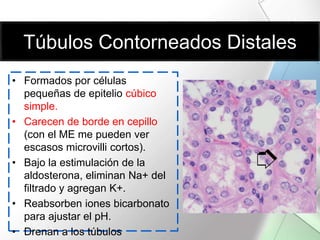 Histología Del Túbulo Contorneado Proximal