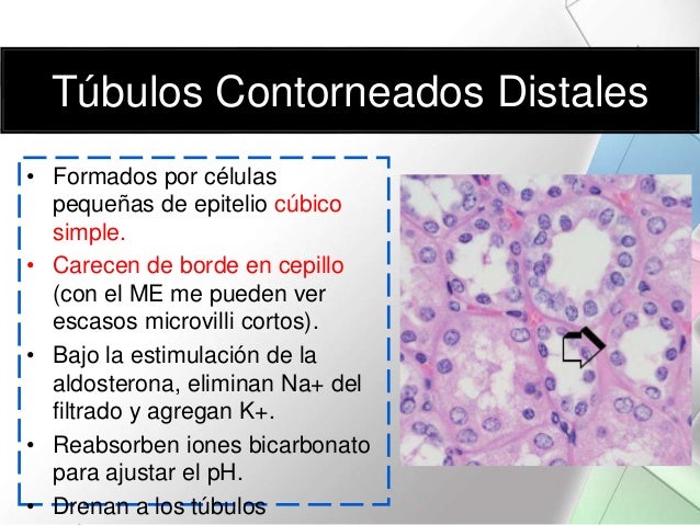 Histología del Aparato Renal