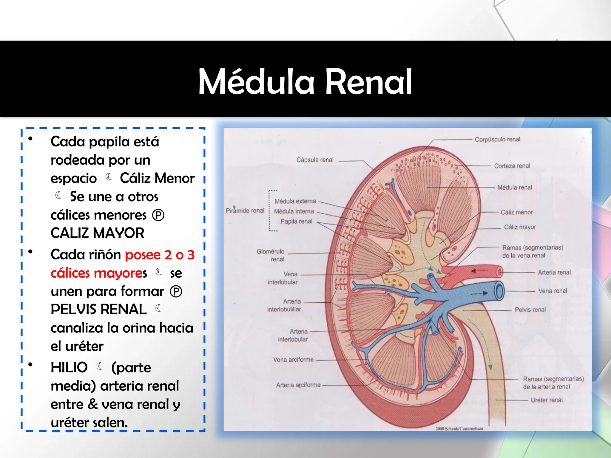 histo renal renal. . Pptx | PPTX