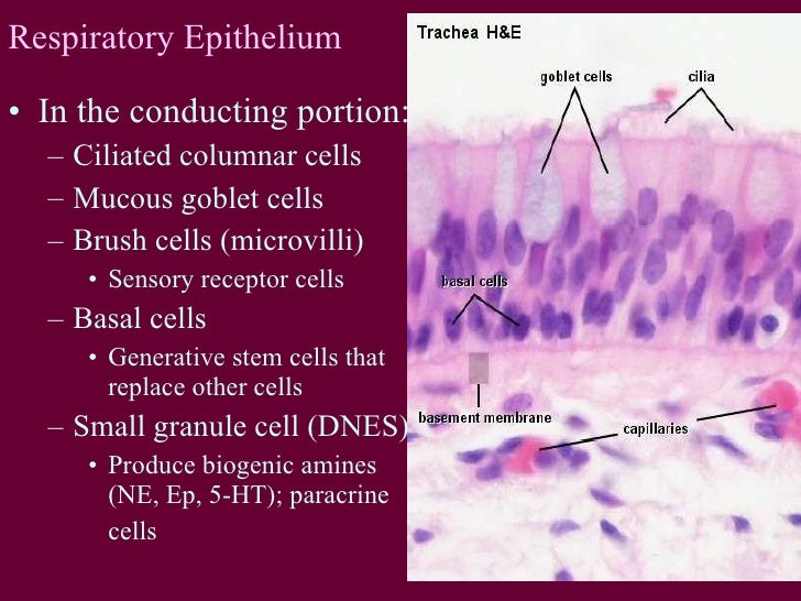 Respiratory Epithelium Wikipedia