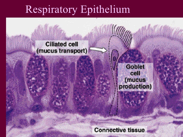 Respiratory Epithelium Wikipedia
