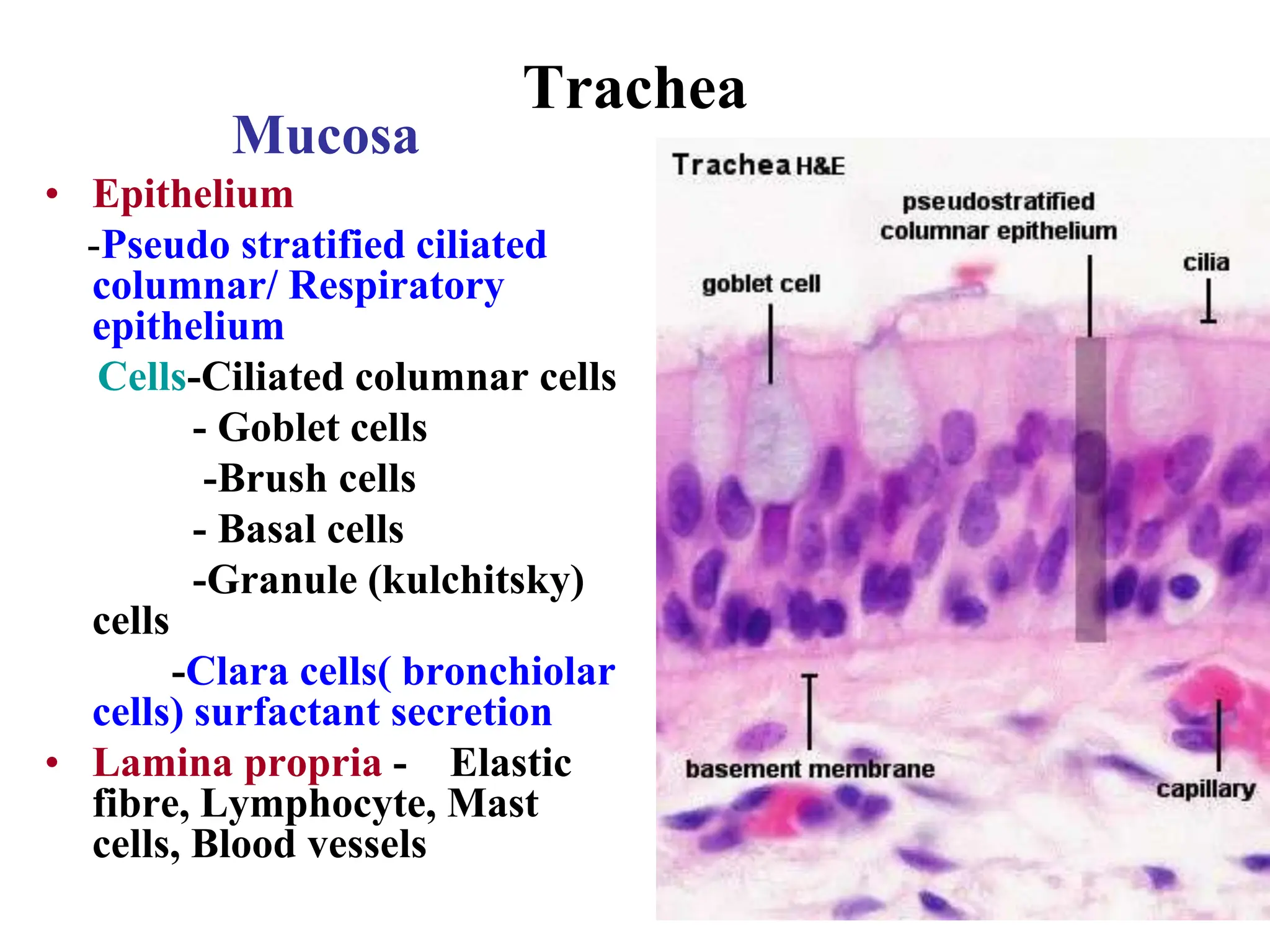 histo_respir_system.ppt
