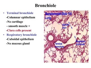 histo_respir_system.ppt