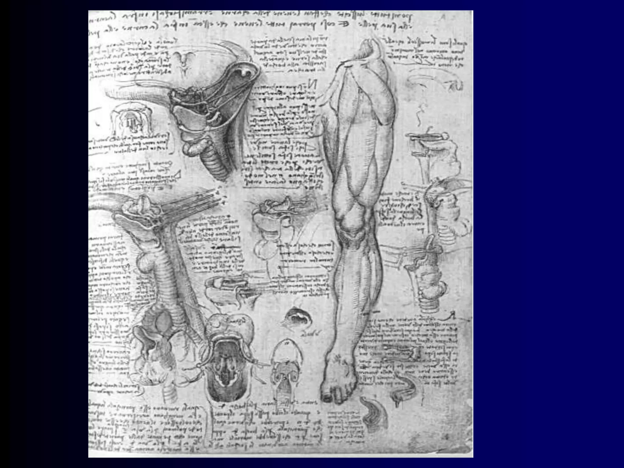 História Da Anatomia Ppt