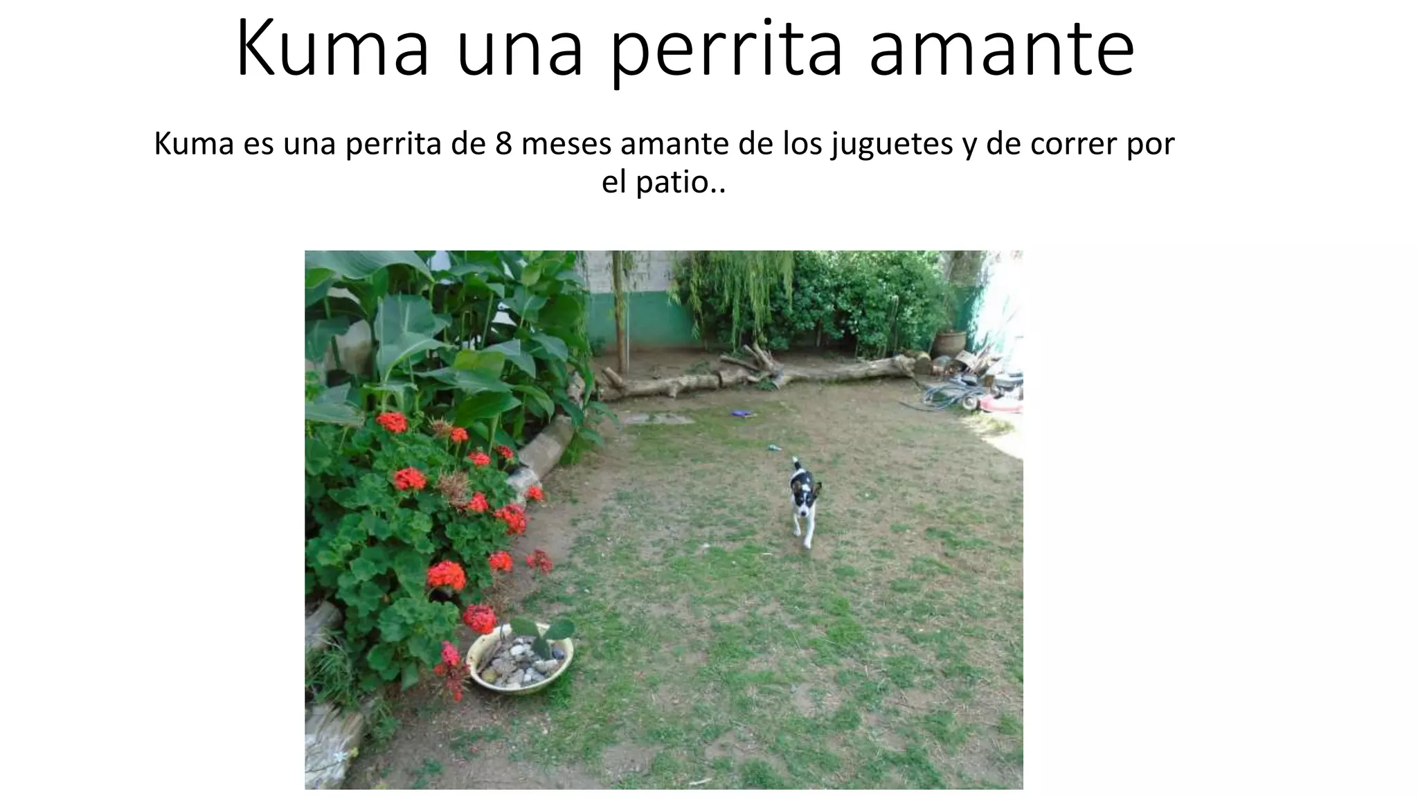 Historia de kuma | PPTX