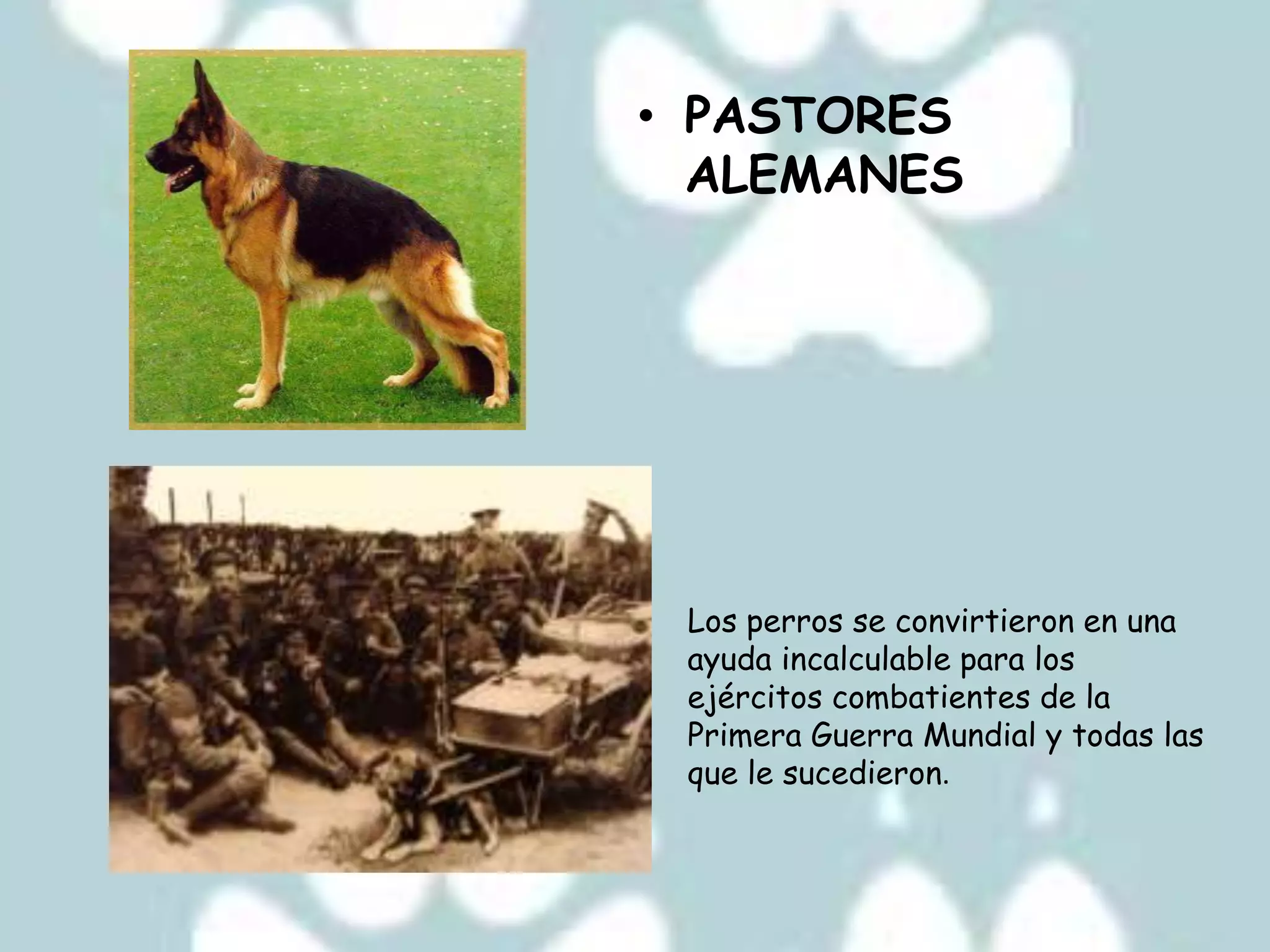 Historia Del Adiestramiento Del Perro | PPTX