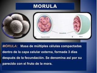 Historia de la genetica 5 A | PPTX