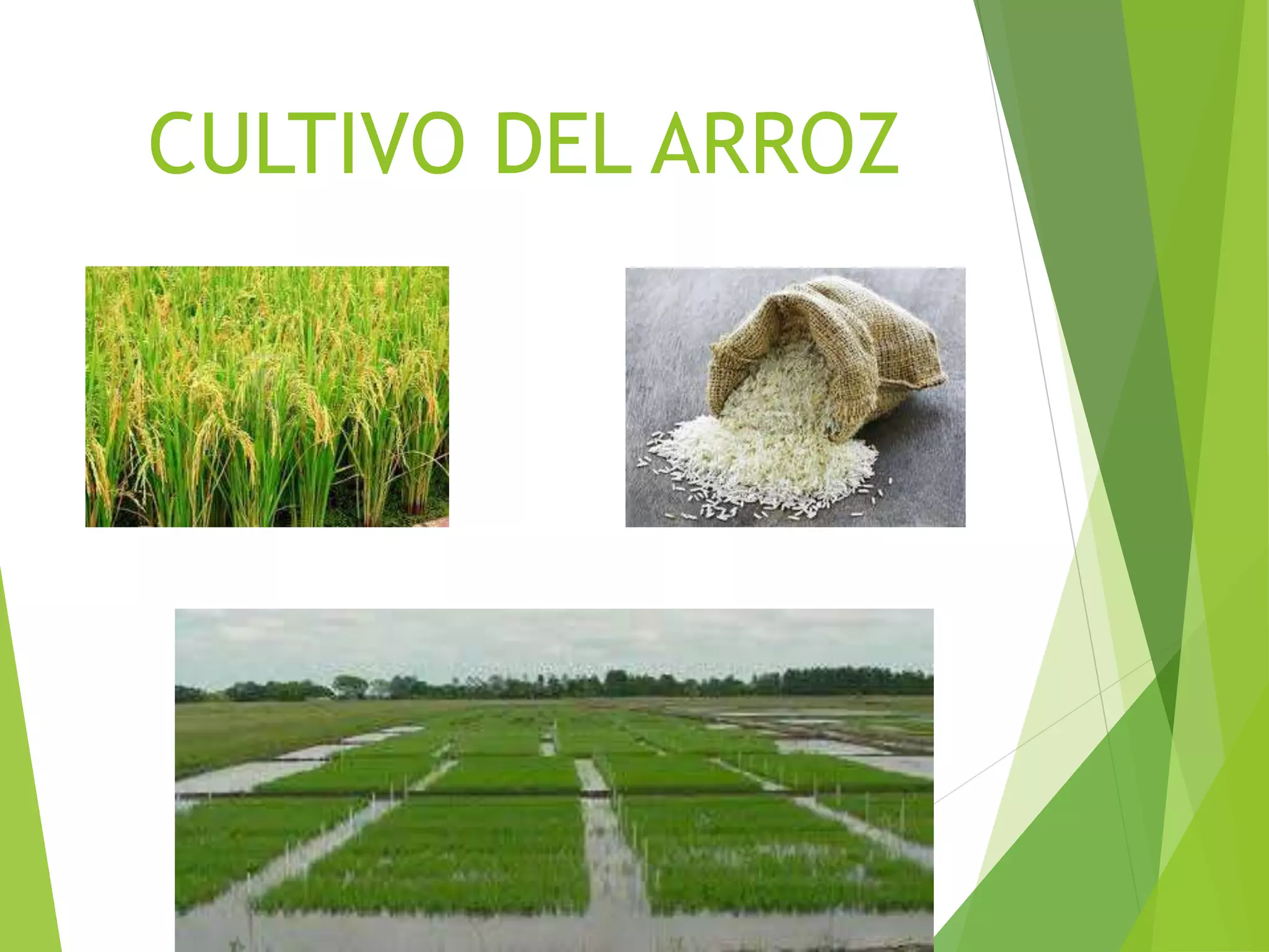 Historia del arroz | PPTX