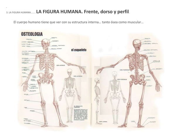 Historia del canon figura humana | PPTX