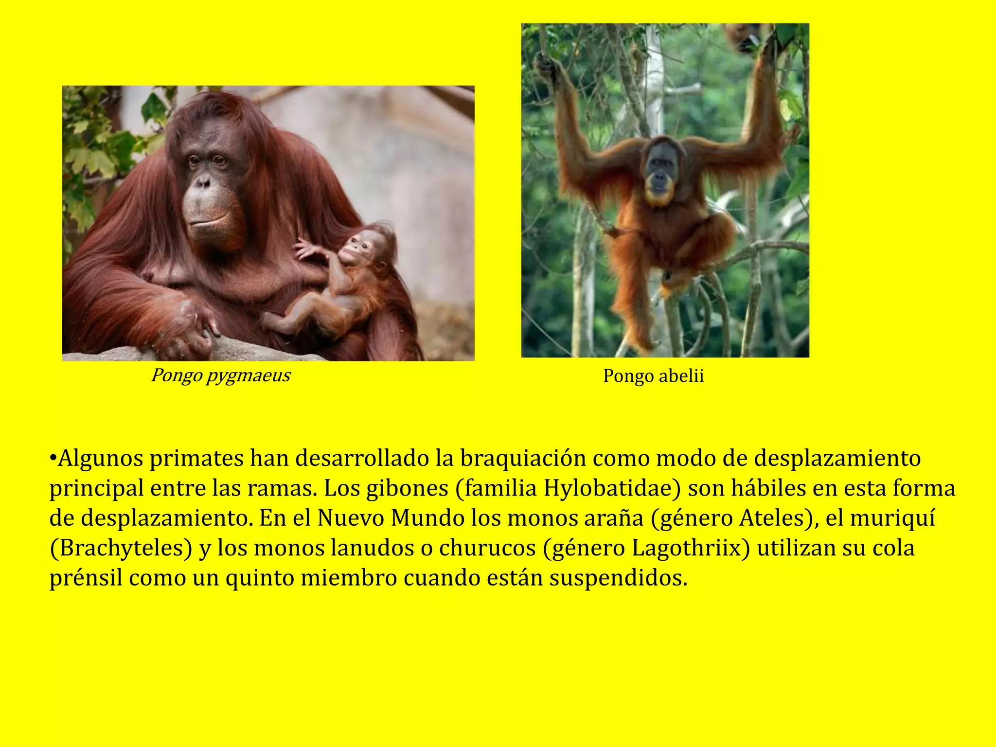 Historia y evolución de los primates | PPT