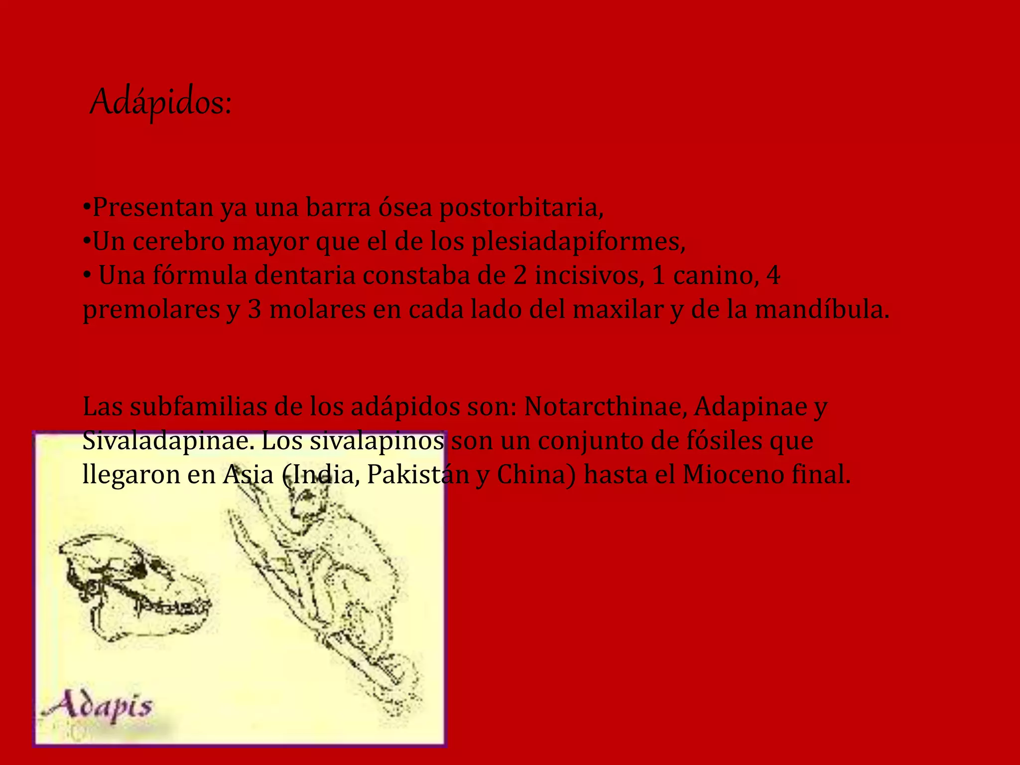 Historia y evolución de los primates | PPT