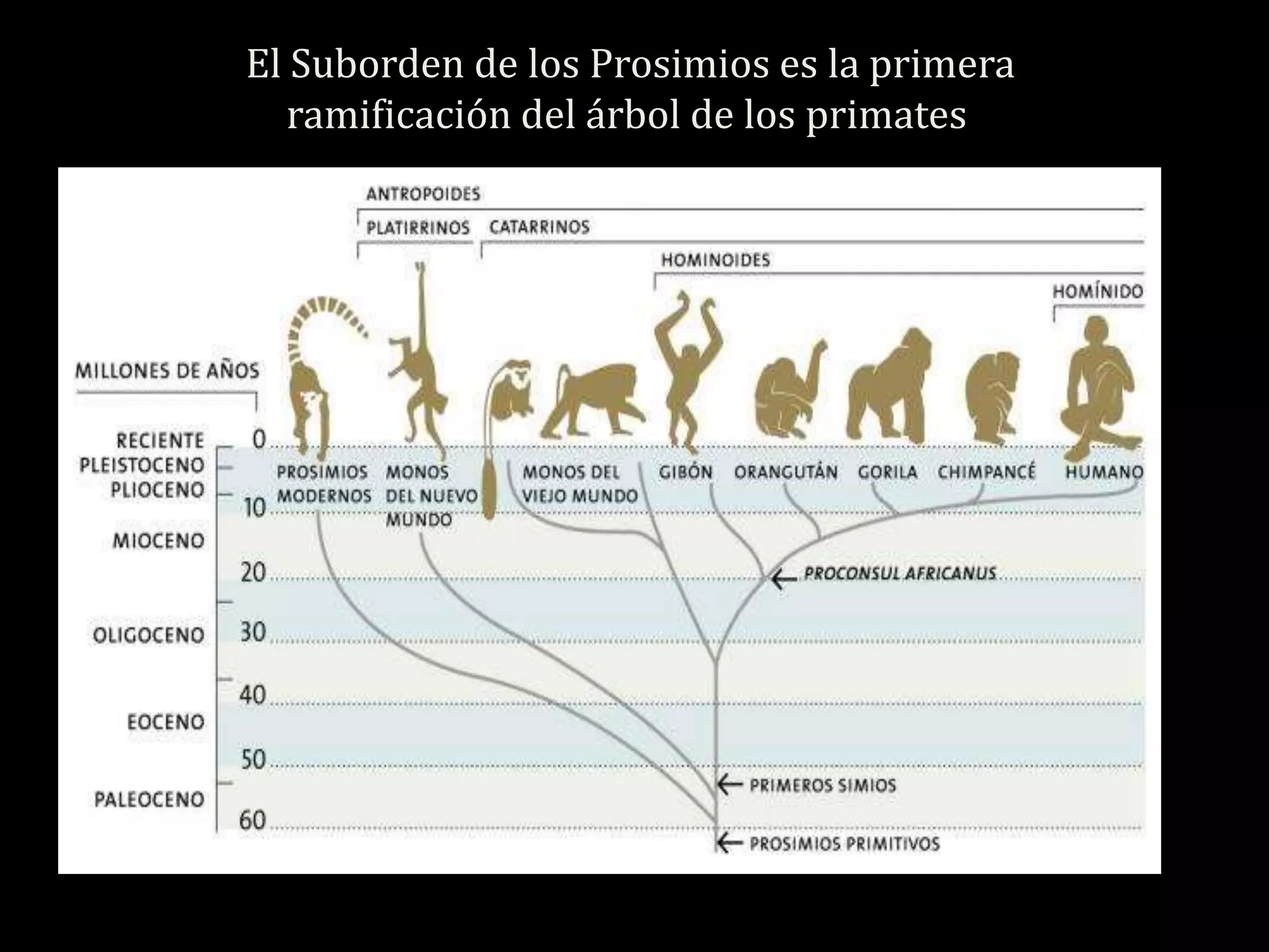 Historia y evolución de los primates | PPT