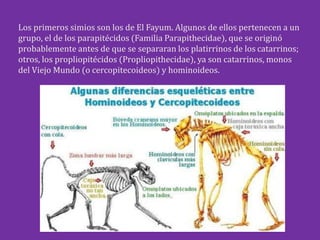 Historia y evolución de los primates | PPTX