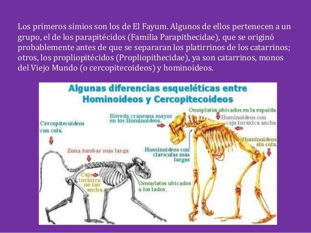 Historia y evolución de los primates