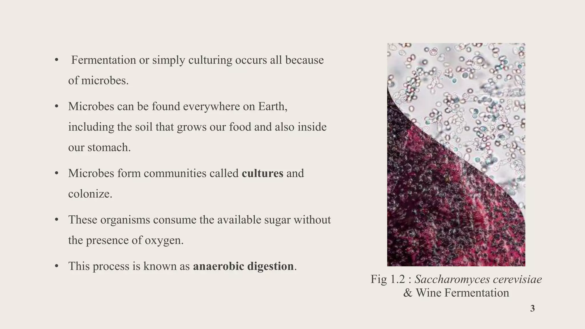 Historical Development of Fermentation | PPTX