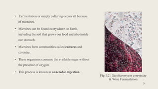 Historical Development of Fermentation | PPTX