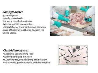 Historical developments, microorganisms important in food bacteria | PPTX