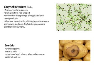 Historical developments, microorganisms important in food bacteria | PPTX
