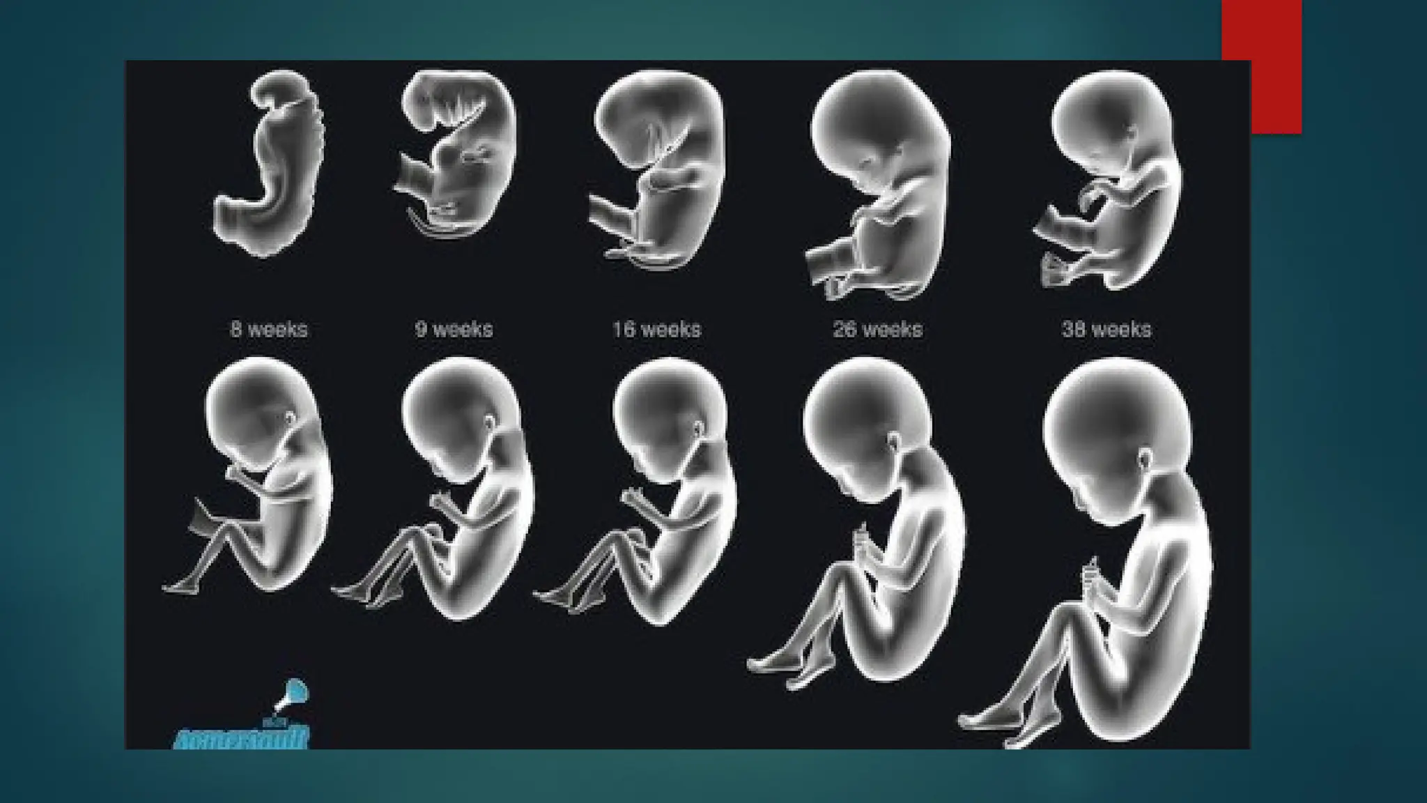 Historical_of_Development_of_Concept_of_Life.pptx
