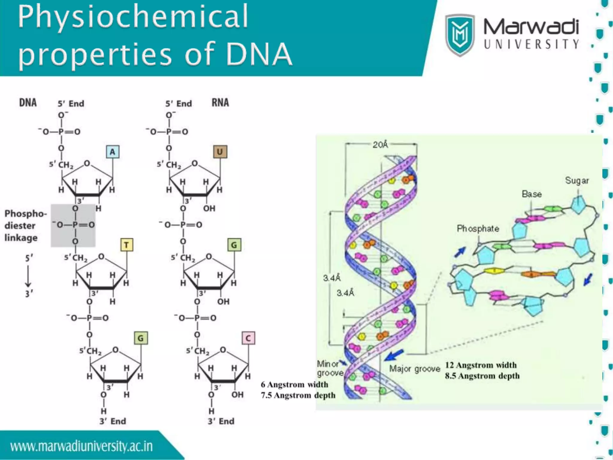 Prokaryotic DNA Replication: Historical Perspectives and Mechanisms. | PPTX