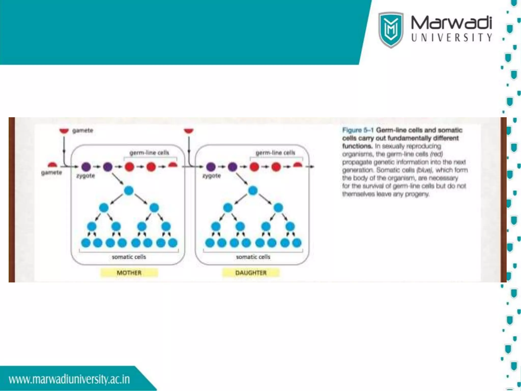 Prokaryotic DNA Replication: Historical Perspectives and Mechanisms. | PPTX