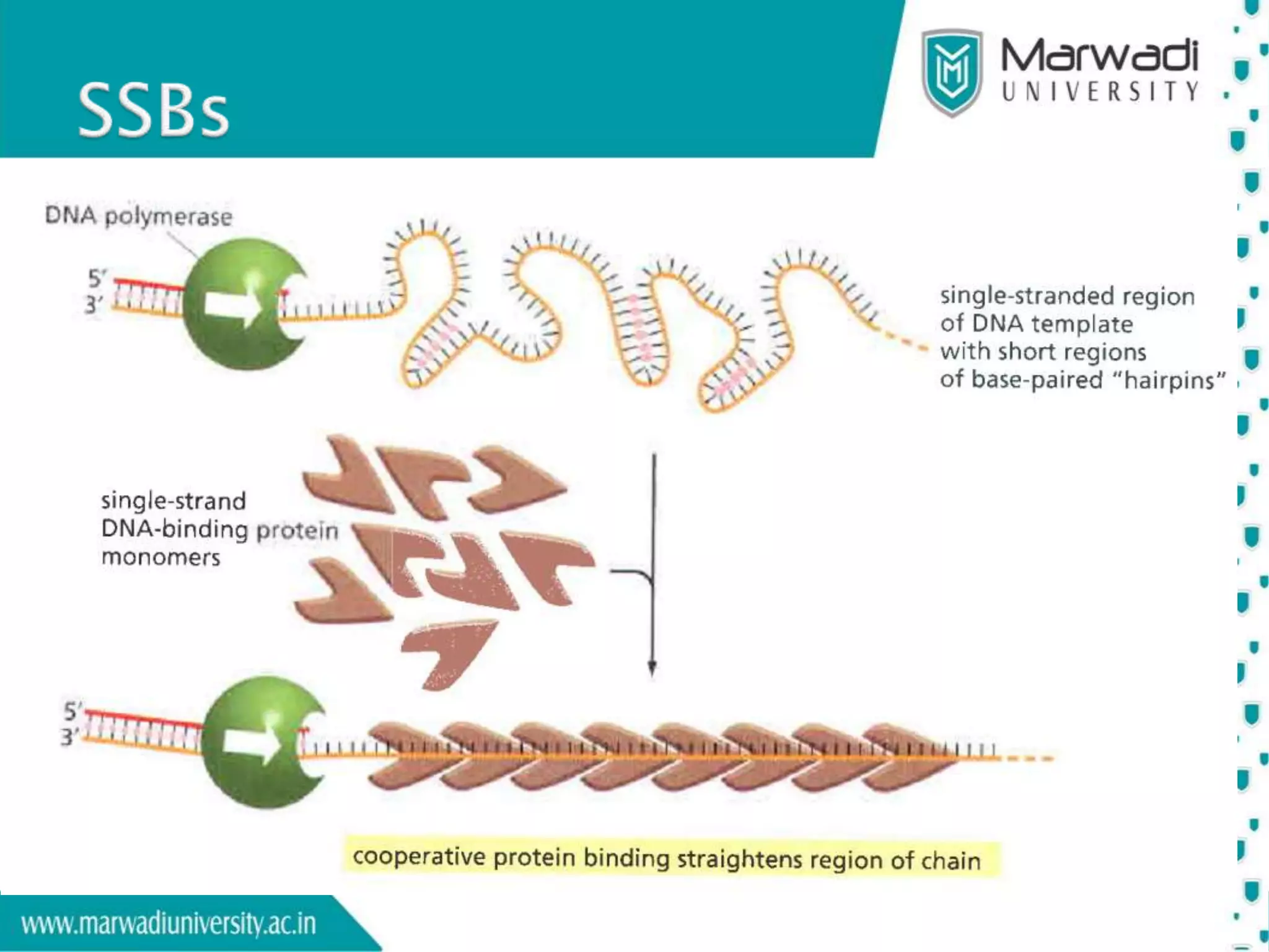 Prokaryotic DNA Replication: Historical Perspectives and Mechanisms. | PPTX