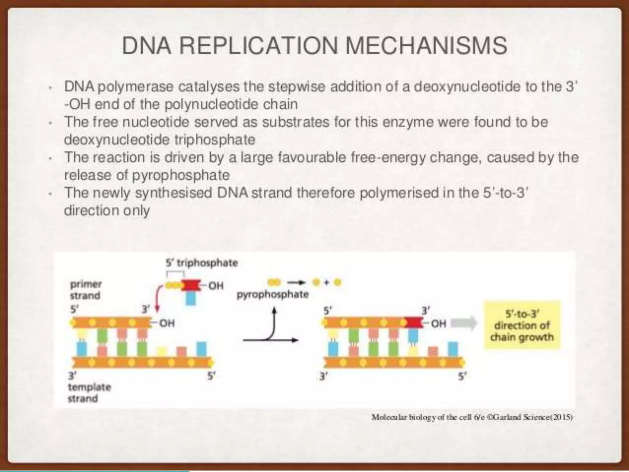 Prokaryotic DNA Replication: Historical Perspectives and Mechanisms. | PPTX