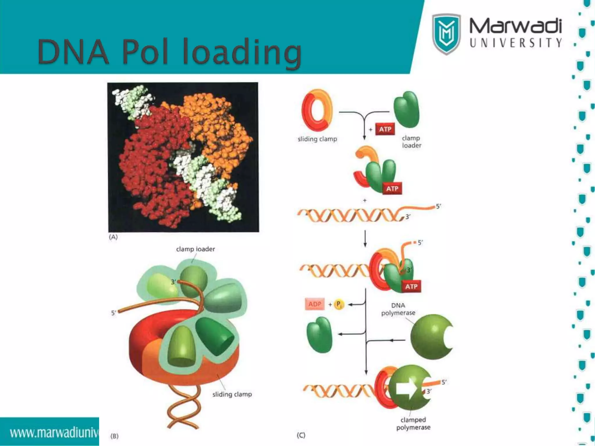 Prokaryotic DNA Replication: Historical Perspectives and Mechanisms. | PPTX