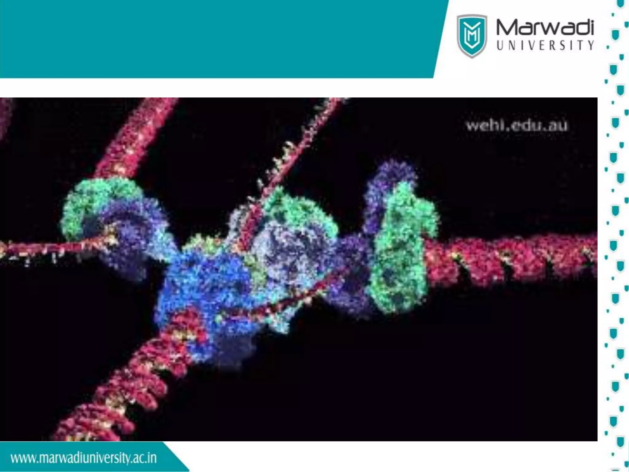 Prokaryotic DNA Replication: Historical Perspectives and Mechanisms. | PPTX
