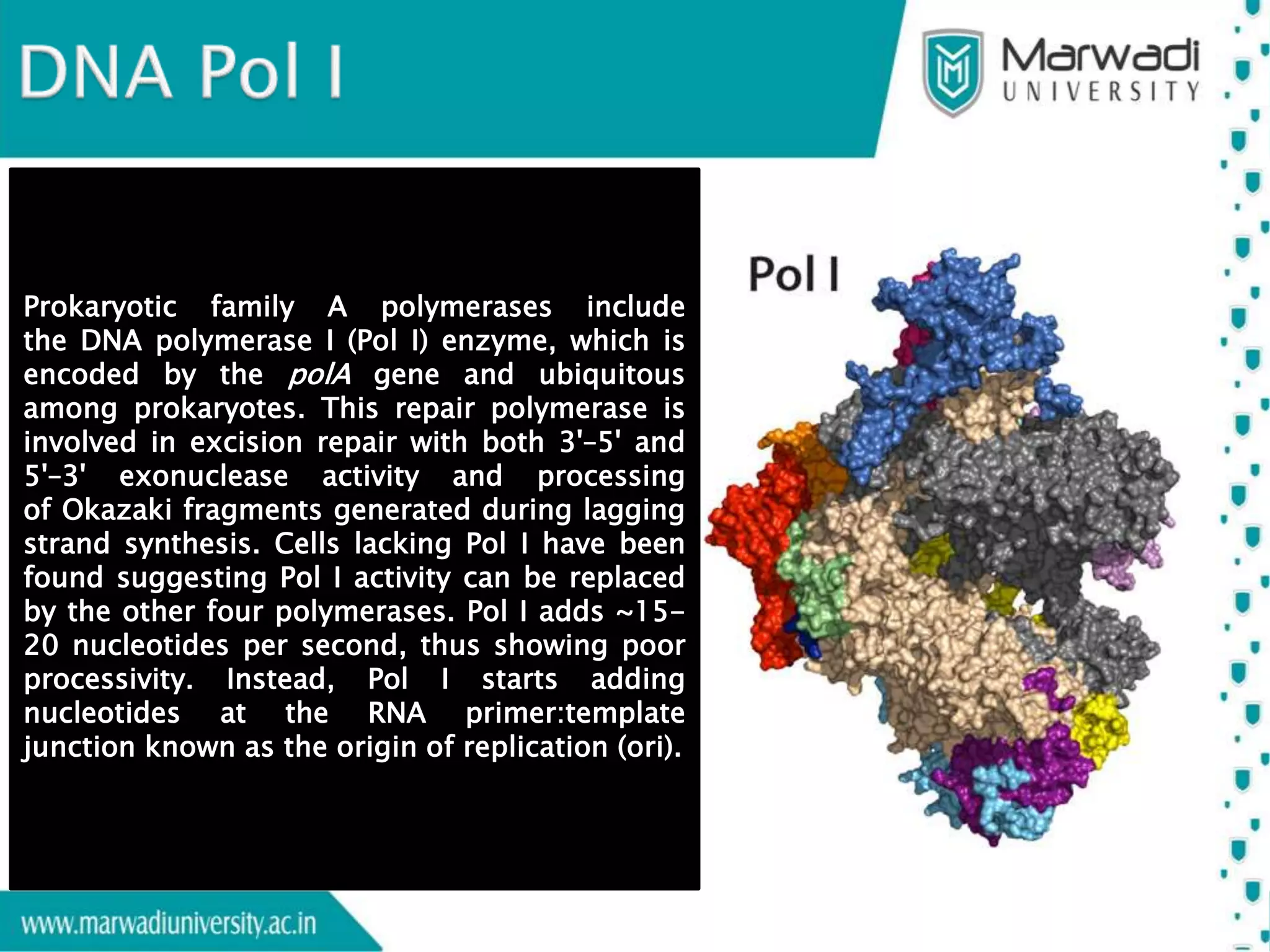 Prokaryotic DNA Replication: Historical Perspectives and Mechanisms. | PPTX