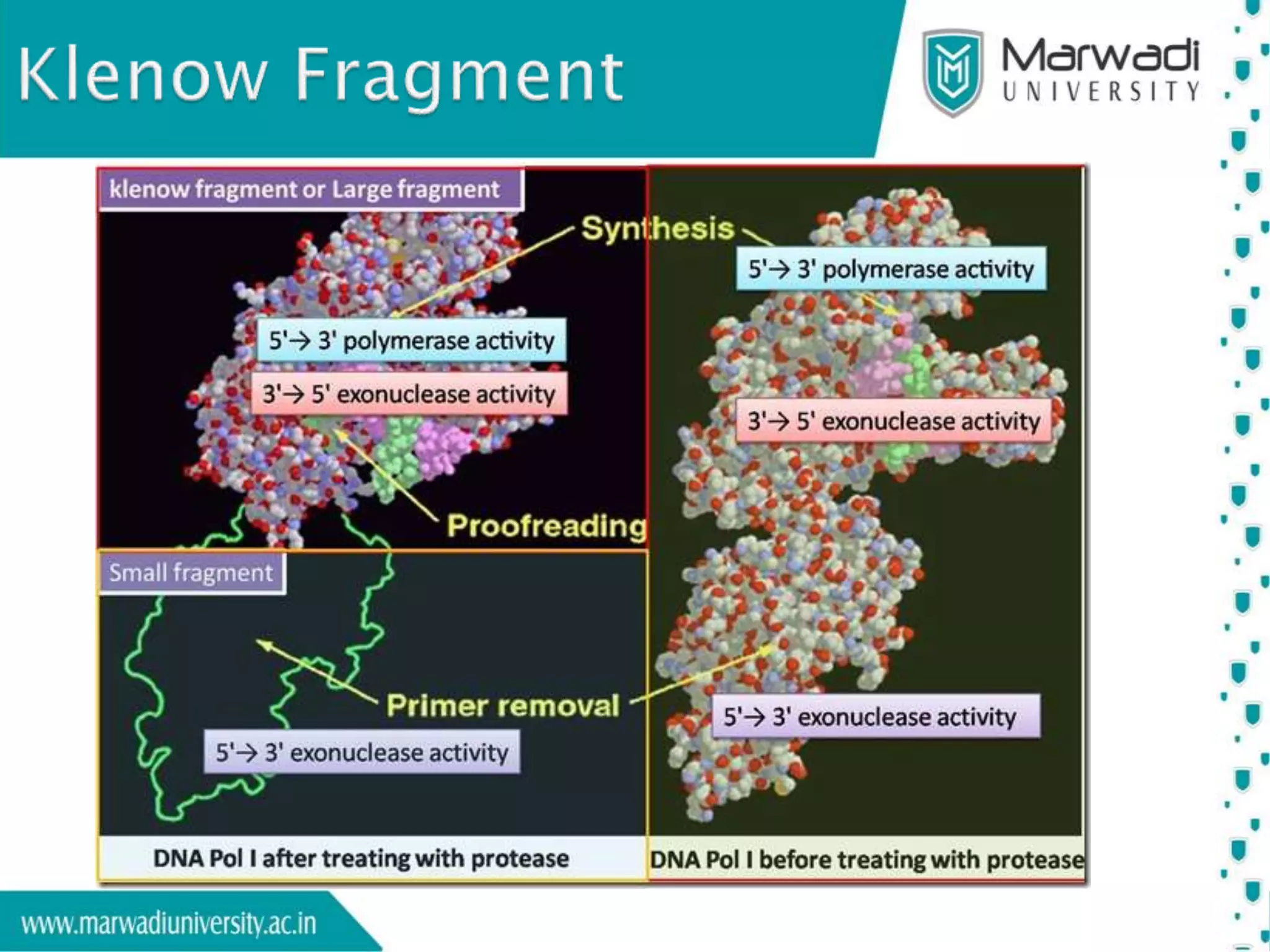 Prokaryotic DNA Replication: Historical Perspectives and Mechanisms. | PPTX