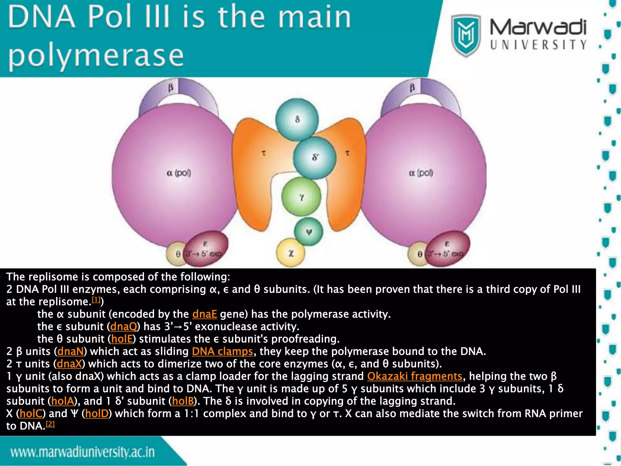 Prokaryotic DNA Replication: Historical Perspectives and Mechanisms. | PPT