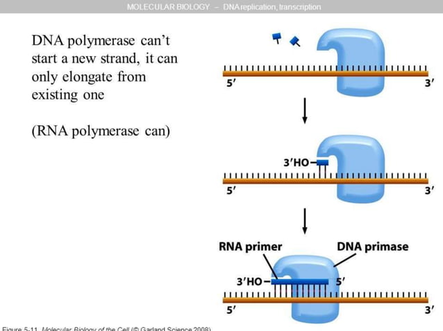 Prokaryotic DNA Replication: Historical Perspectives and Mechanisms. | PPT