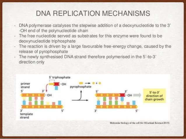 Prokaryotic DNA Replication: Historical Perspectives and Mechanisms. | PPT