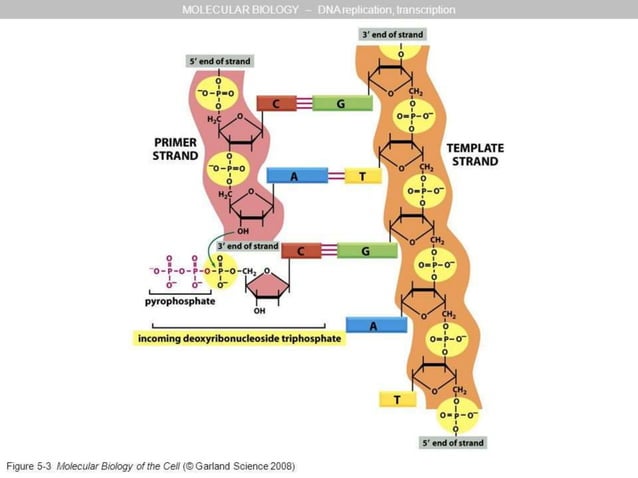 Prokaryotic DNA Replication: Historical Perspectives and Mechanisms. | PPT