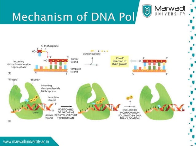 Prokaryotic DNA Replication: Historical Perspectives and Mechanisms. | PPT