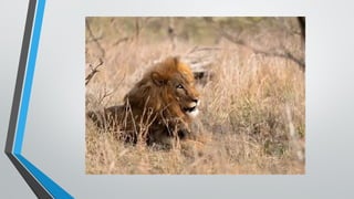 HISTORI YA KGOSI MASHEGO 4.pptx .Mong mabu wa mapulane .Mohlomphegi | PPTX