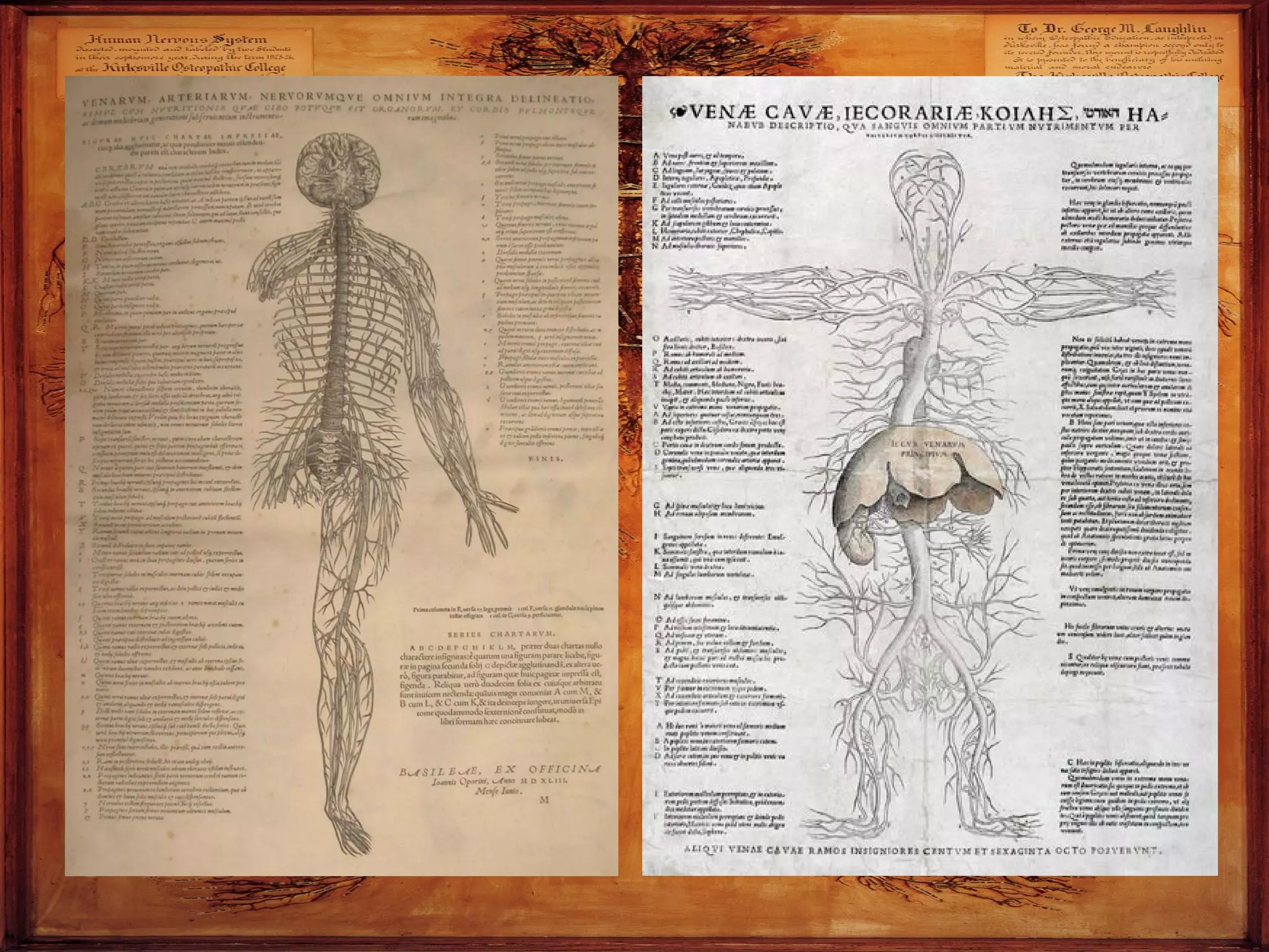 Andreas Vesalius: Father of Modern Human Anatomy | PPT