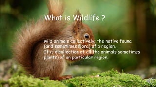 forest reserves and wildlife | PPTX