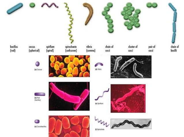 History of microbiology and structure of microbes | PPT