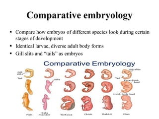 History and Usefulness of Evolution.pptx