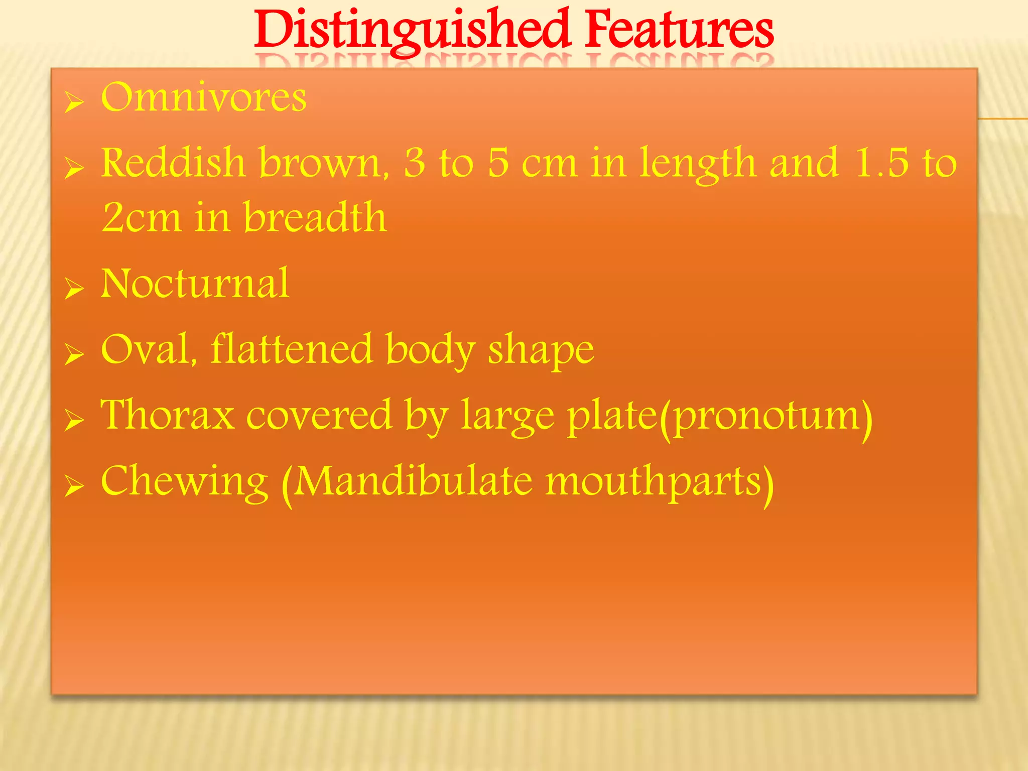 History , features and effects of cockroach on human beings | PPTX