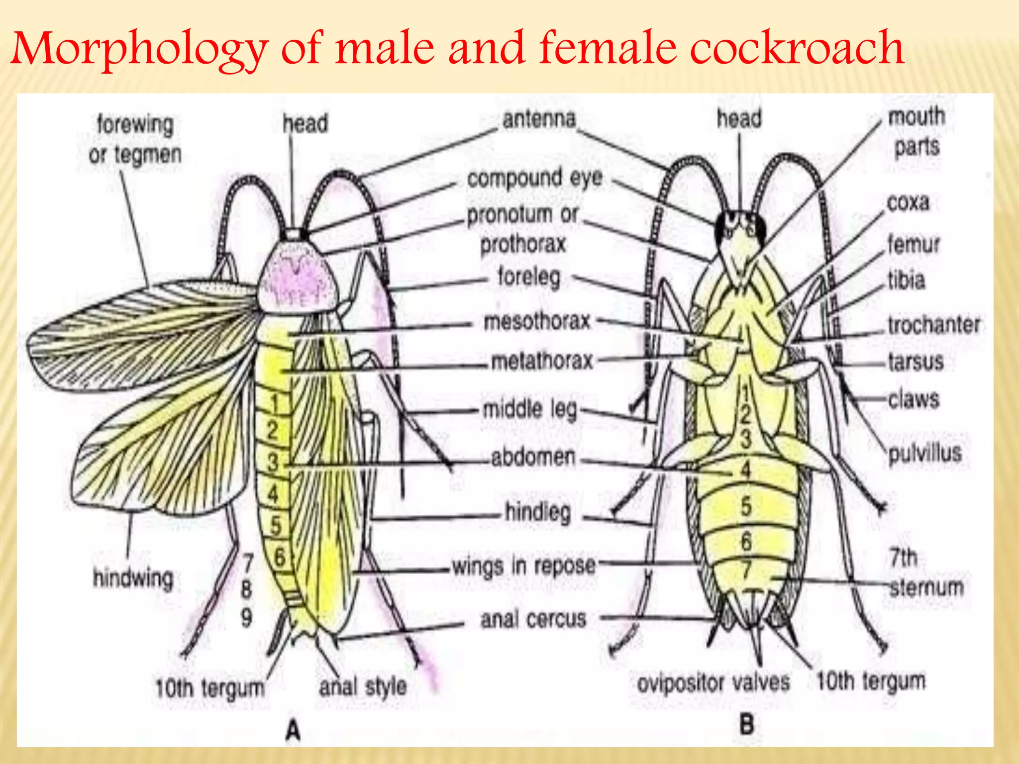 History , features and effects of cockroach on human beings | PPTX