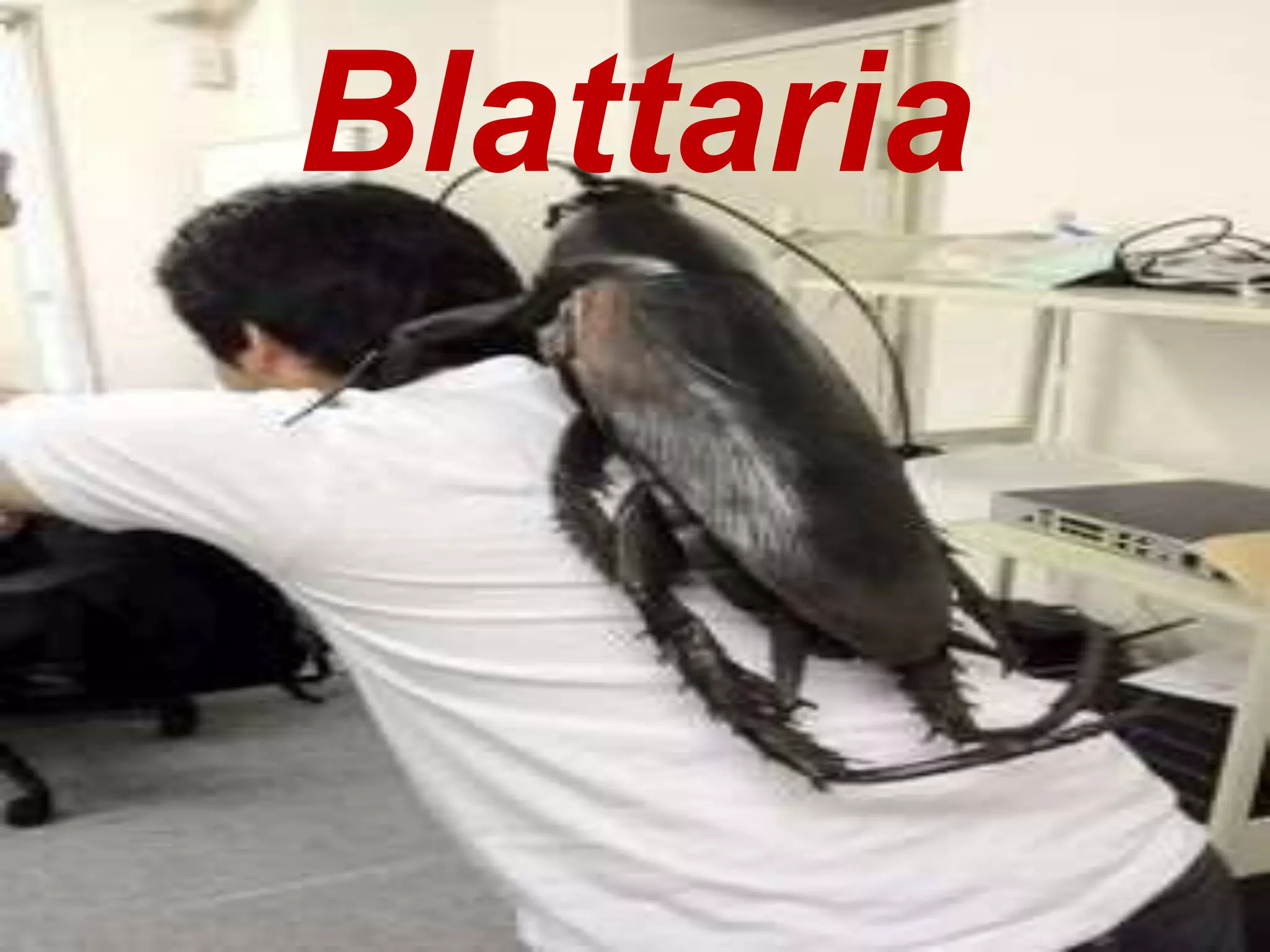 History , features and effects of cockroach on human beings | PPTX