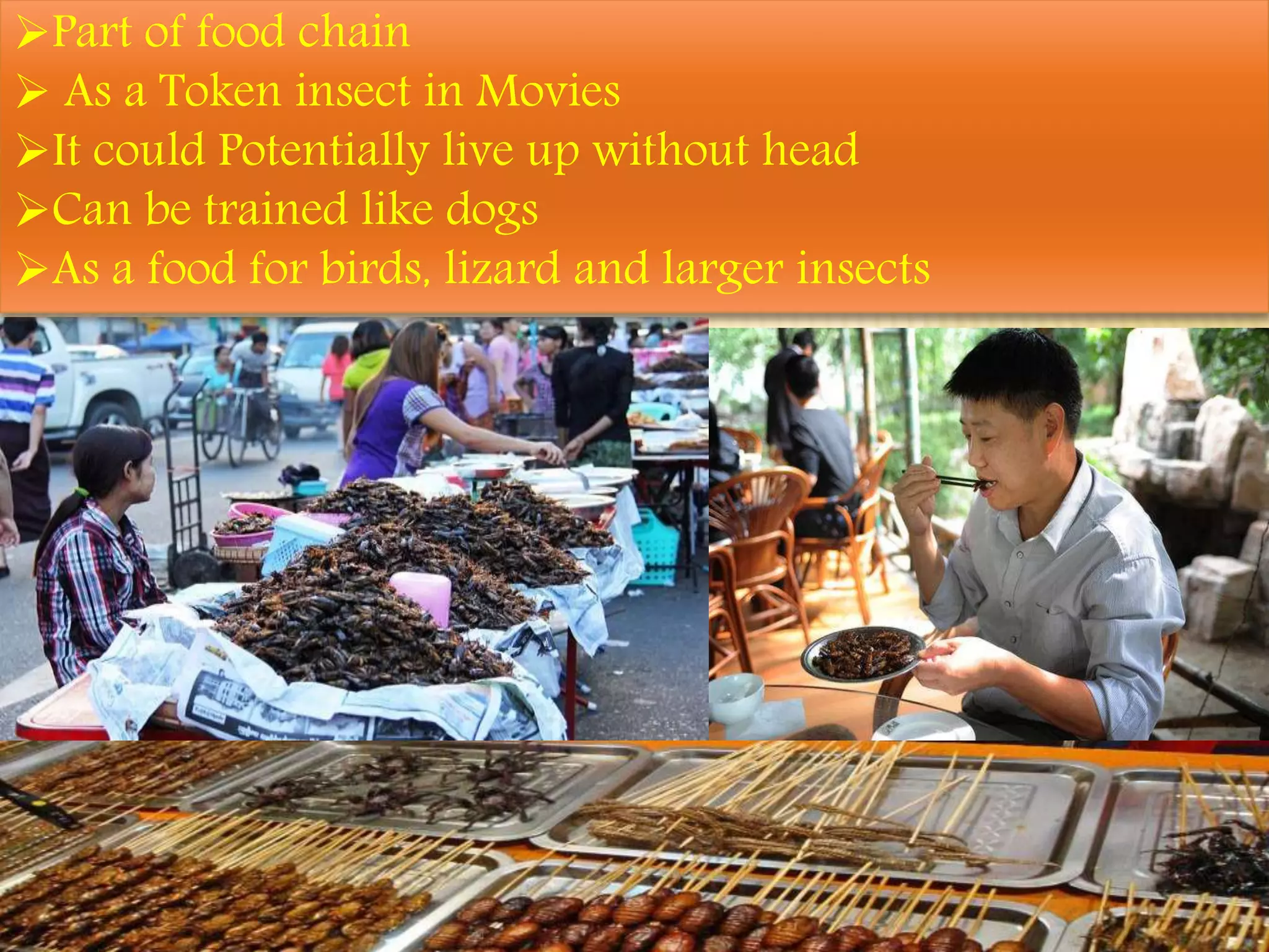 History , features and effects of cockroach on human beings | PPTX